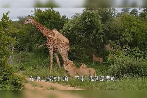 群狮围攻长颈鹿，长颈鹿生死看淡，结局令人喷笑！