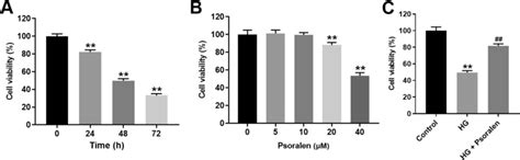 Psoralen Alleviated Hg Induced Viability Decrease In Hk 2 Cells A Hk 2