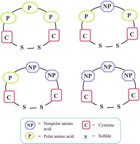 The Design Of The Cyclic Peptides Download Scientific Diagram