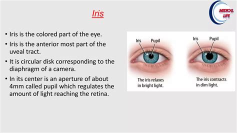 Anatomy Of The Eyeball Pptx