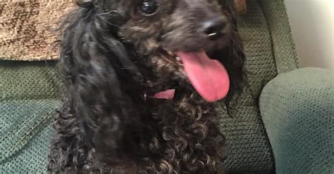 Puddle The Poodle Album On Imgur