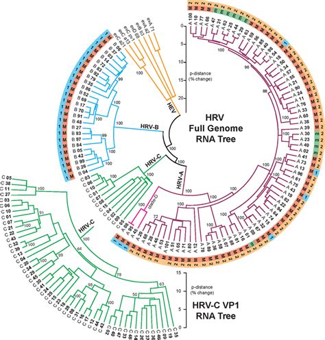 Phylogenetic Tree Shown Are Circle Phylogram Relationships For Known