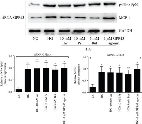 Scfa Mediated Antioxidant And Anti Inflammatory Effects Were Partly Download Scientific Diagram
