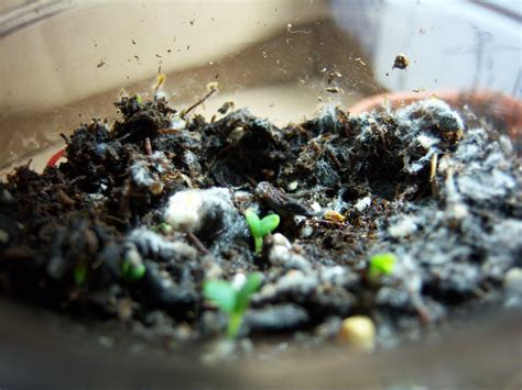 Ravage Reviews The Basil Sprouts