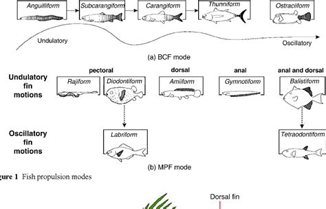 Figure 1 From Fish Inspired Swimming Simulation And Robotic