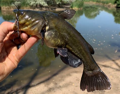 Pond 3 Fish Hill Air Force Base ISportsman