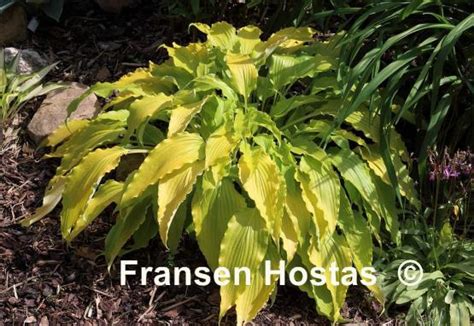 Hosta Frisian Pride - Fransen Hostas