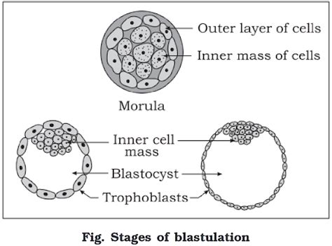 Describe The Structure Of Blastocyst And Blastulation
