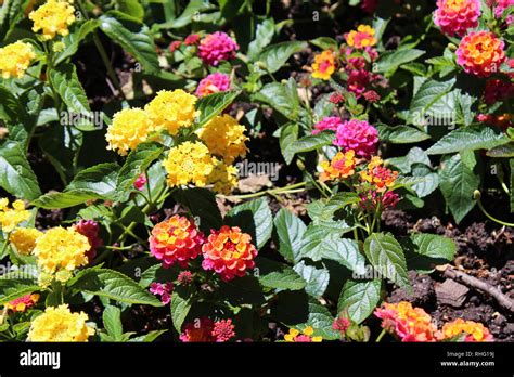 Yellow Lantana Flowers Mixed With Pink Yellow And Orange Multi Colored