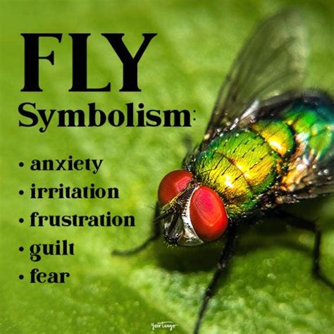 Fly Symbolism What A Fly Means Spiritually And Why You Keep Seeing Flies