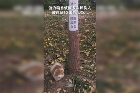 北大流浪猫因抓伤人被连贴12张告示：卖萌“骗吃”，摸就抓人。