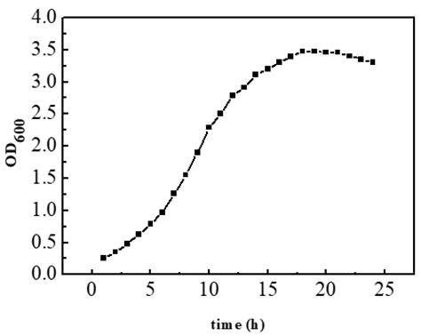 Biosynthesis Of Glucaric Acid By Recombinant Strain Of Escherichia Coli