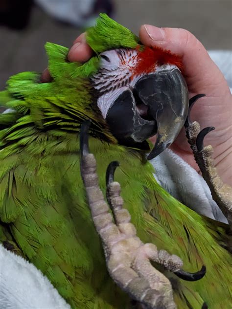 Stealth Birb R Birb