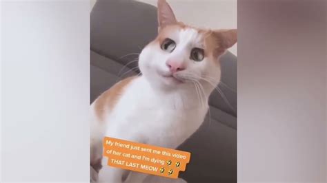 Best Dank Cat Memes Compilation Of 2020 Part 11 From Tiktok Youtube