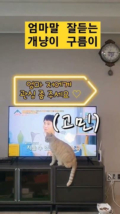 엄마말 잘듣는 개냥이 구름이 개냥이 구름이 냥이 냥이집사 와우도전 Youtube