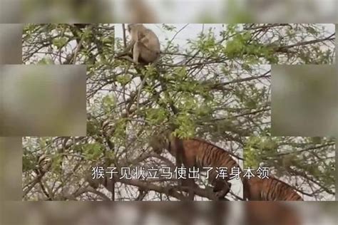 老虎追杀猴子怎料猴子见机行事直接老虎让摔残废 猴子 老虎