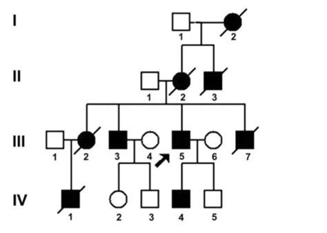 Genetics Final Flashcards Quizlet
