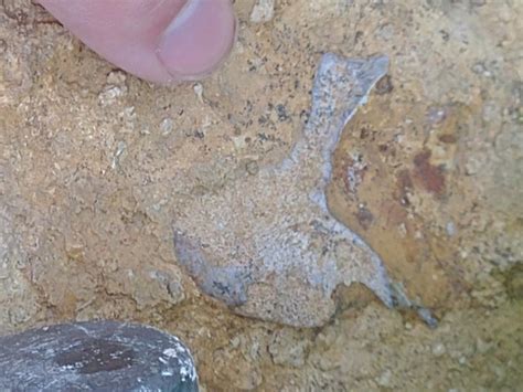 Odd Fossil I Found In Missouri Fossil Id The Fossil Forum
