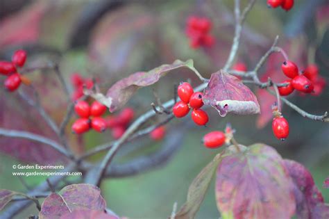 Five Trees With Amazing Fall Leaf Color In The Southeast