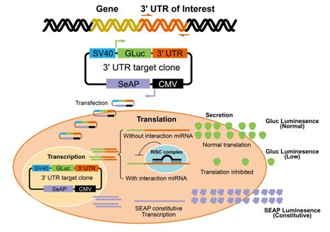 Mitarget™ 3′ Utr Mirna Target Clones Genecopoeia™