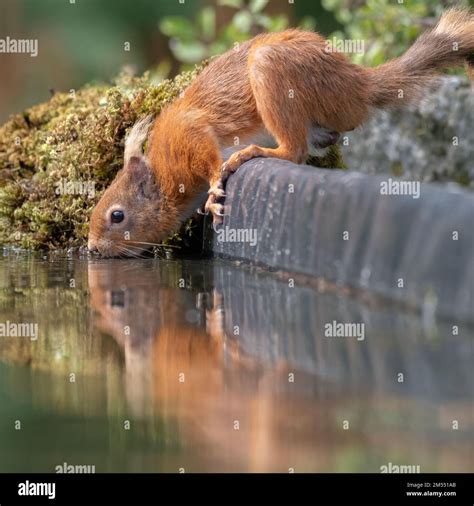 A Low Level Close Up Of A Red Squirrel Drinking From A Pool It Has A Reflection In The Water