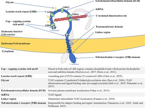 Cell Surface Receptor