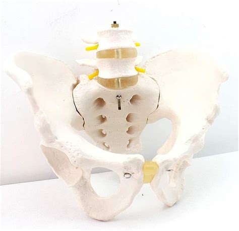 ZAPION Modelos de Torso y Esqueleto anatómicos Modelos de Ciencia de