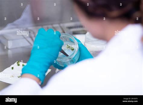 Plant Tissue Culture For Agricultural Research Stem Cell Regeneration