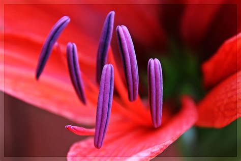 Dancing Beans By Ukonvasara On Deviantart