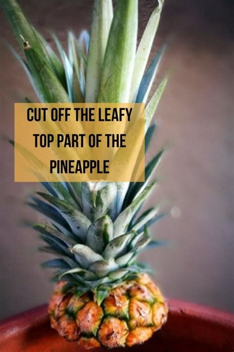 How To Grow Pineapple From The Top Back Gardener