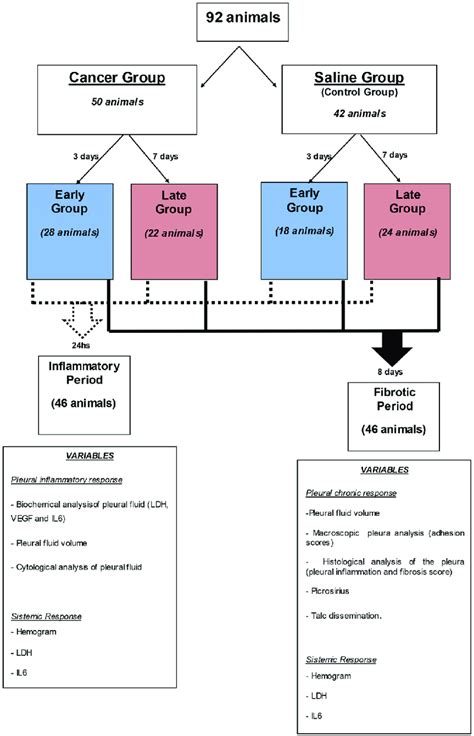 Algorithm Of The Subdivision Of The Groups Times And Analyzes