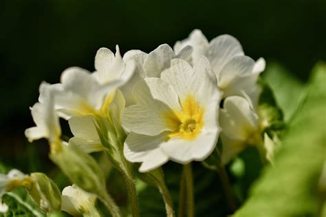 Flowers Primrose Spring Free Photo On Pixabay Pixabay