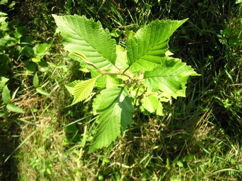 Speckled Alder Genus Of Flowering Plants For Home Decor Alder Tree