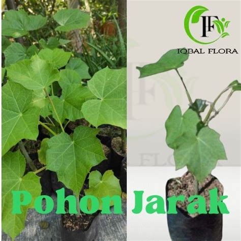 Jual Tanaman Herbal Bibit Pohon Jarak Tanaman Pohon Jarak Shopee