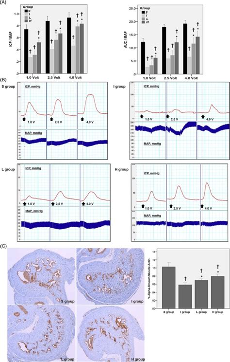 Inhibition Of Jun N Terminal Kinase Improves Erectile Function By Alleviation Of Cavernosal