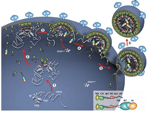 Assembly And Budding Of Hiv 1 Particles Early And Specific Recognition