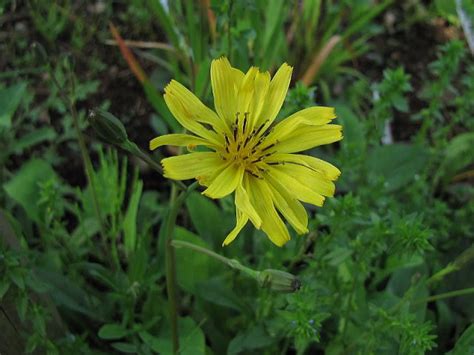 オオジシバリ舎人野草園