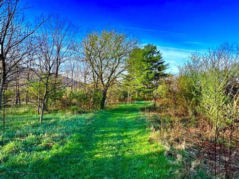 Bald Eagle State Park In Pa Stock Image Image Of Early Bald 275131345
