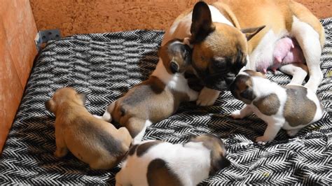 Щенки французского бульдога Развитие Youtube