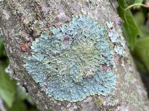 Tree Health Assessments Tree Specialist Northern Kentucky