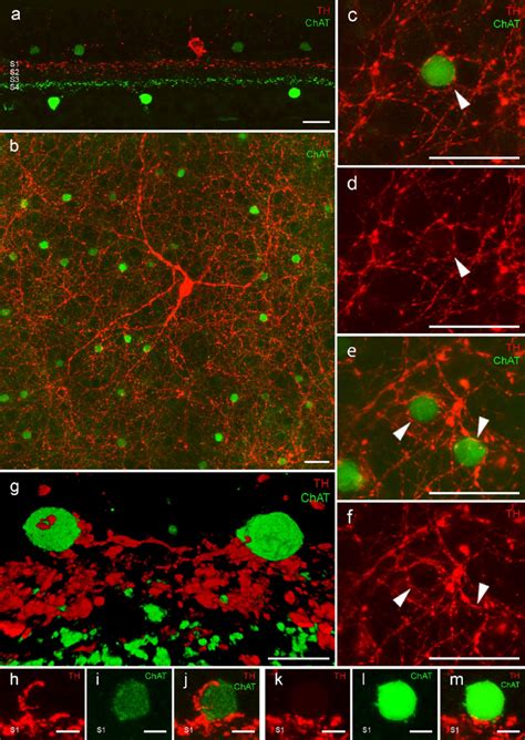 A Immunostaining Against Tyrosine Hydroxylase Th Red And Choline