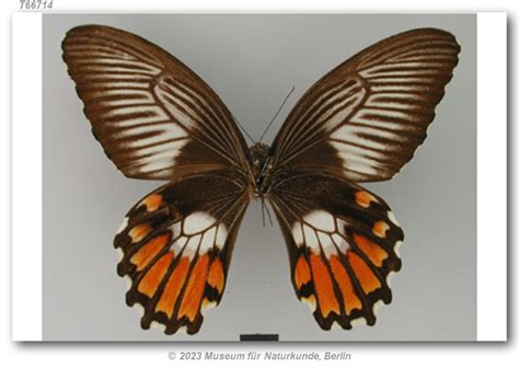 Papilio P Polytes Type Specimens