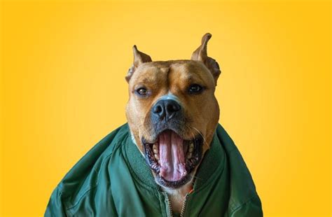 Is It True That Pitbulls Lock Their Jaws When They Bite And Grip