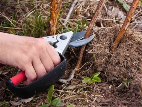 A Quick Guide To Planting Raspberry Bushes The Small Town Homestead