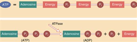 Chp 3 Bioenergetics Of Exercise And Training Flashcards Quizlet