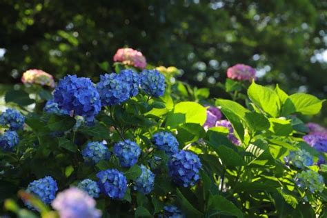 Early Blue Hydrangea Hydrangea Macrophylla Early Blue Harrods Outdoor