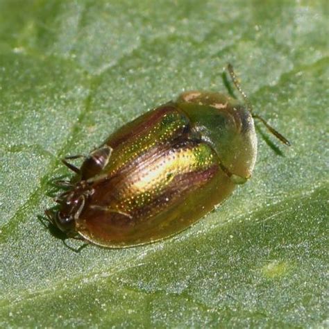 Cassida Vittata Galerie