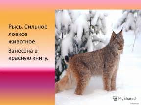Презентация на тему Животные занесённые в красную книгу Выполнил