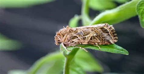 Spodopteralice Papillons Ou Mites