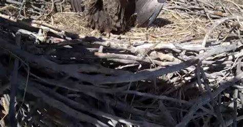 Raptor Resource Project Blog What Is A Brood Patch